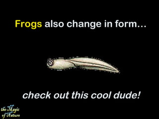 life cycle of butterlfy & frog.power pointt | PPT