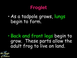 life cycle of butterlfy & frog.power pointt | PPT