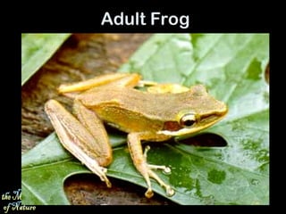 life cycle of butterlfy & frog.power pointt | PPT