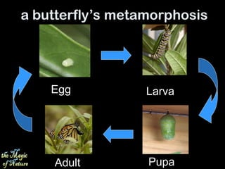 life cycle of butterlfy & frog.power pointt | PPT