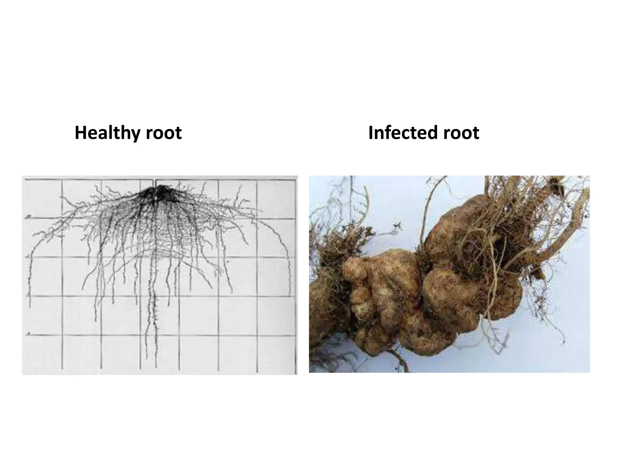 Life cycle of club root Plasmodiophora .pptx