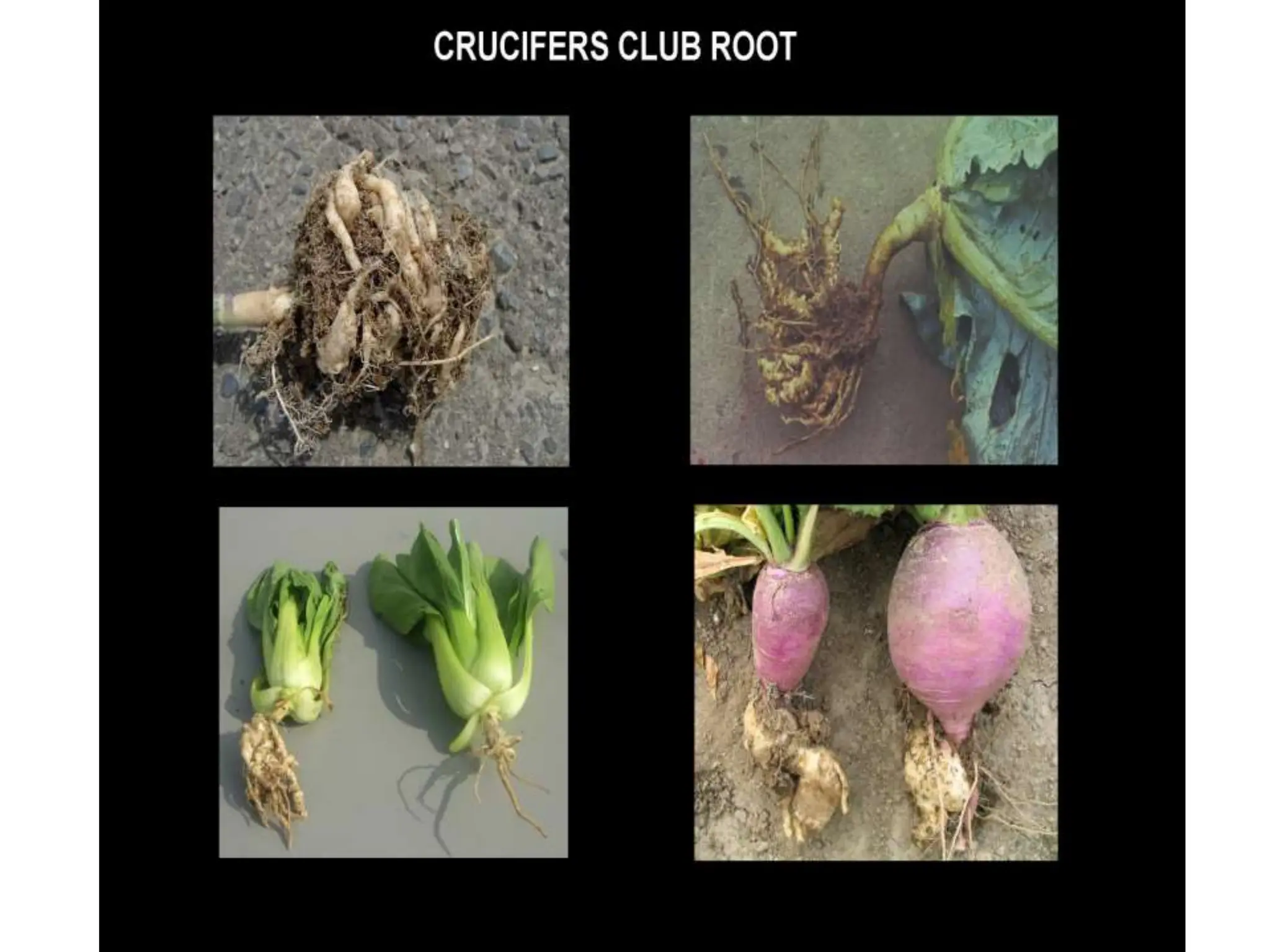 Life cycle of club root Plasmodiophora .pptx