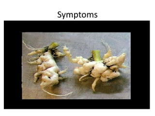 Life cycle of club root Plasmodiophora .pptx