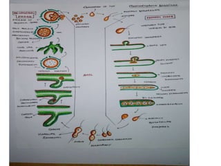 Life cycle of club root Plasmodiophora .pptx