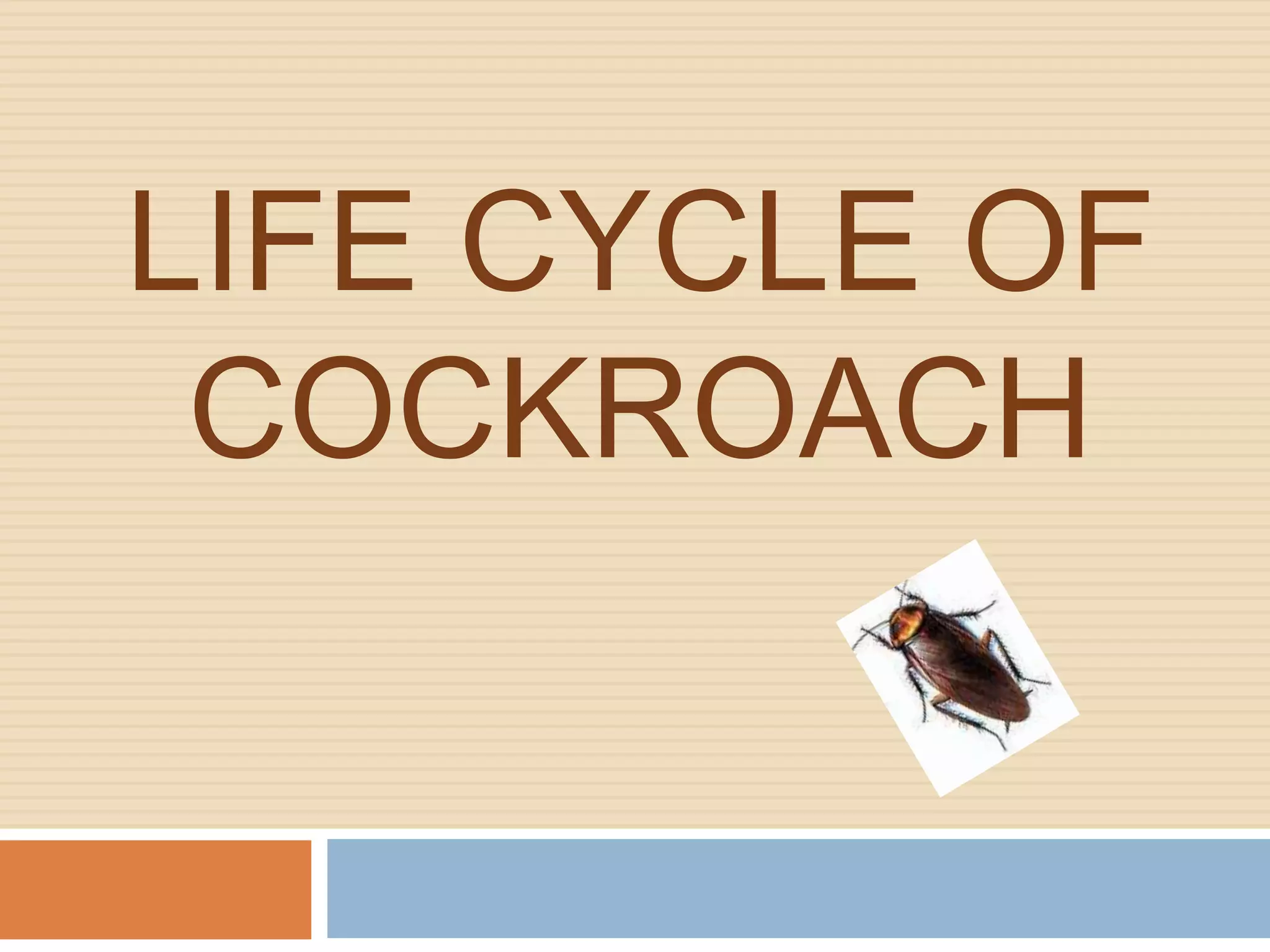Life cycle of cockroach | PPTX