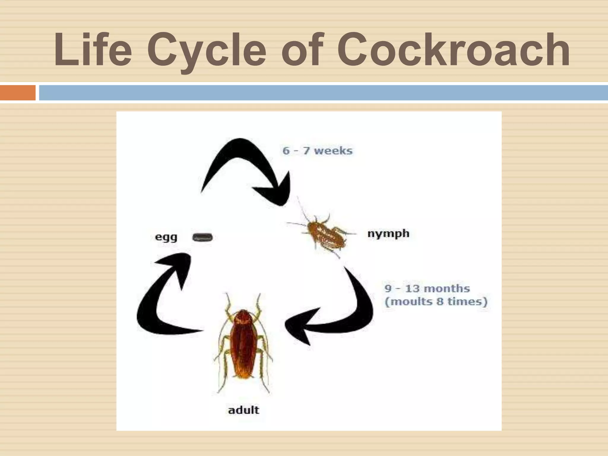 Life cycle of cockroach | PPTX