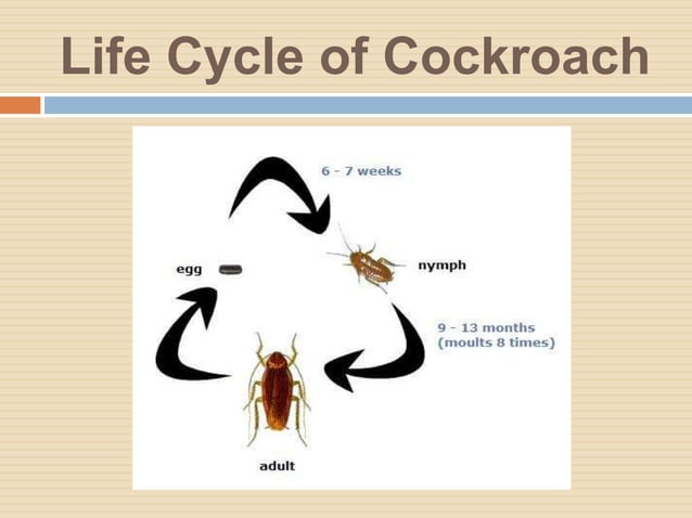 Life cycle of cockroach