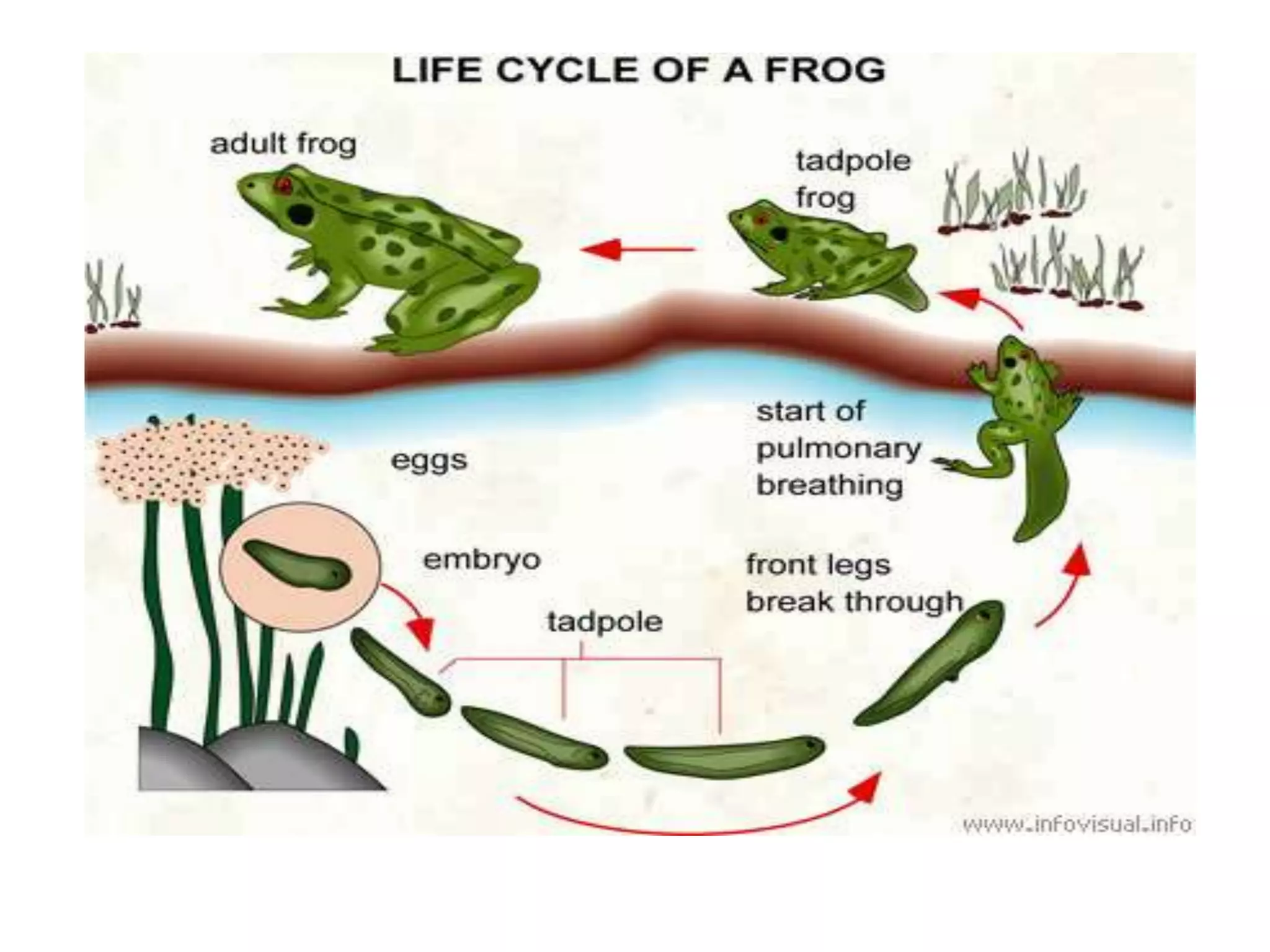 Life cycle of different animals | PPT
