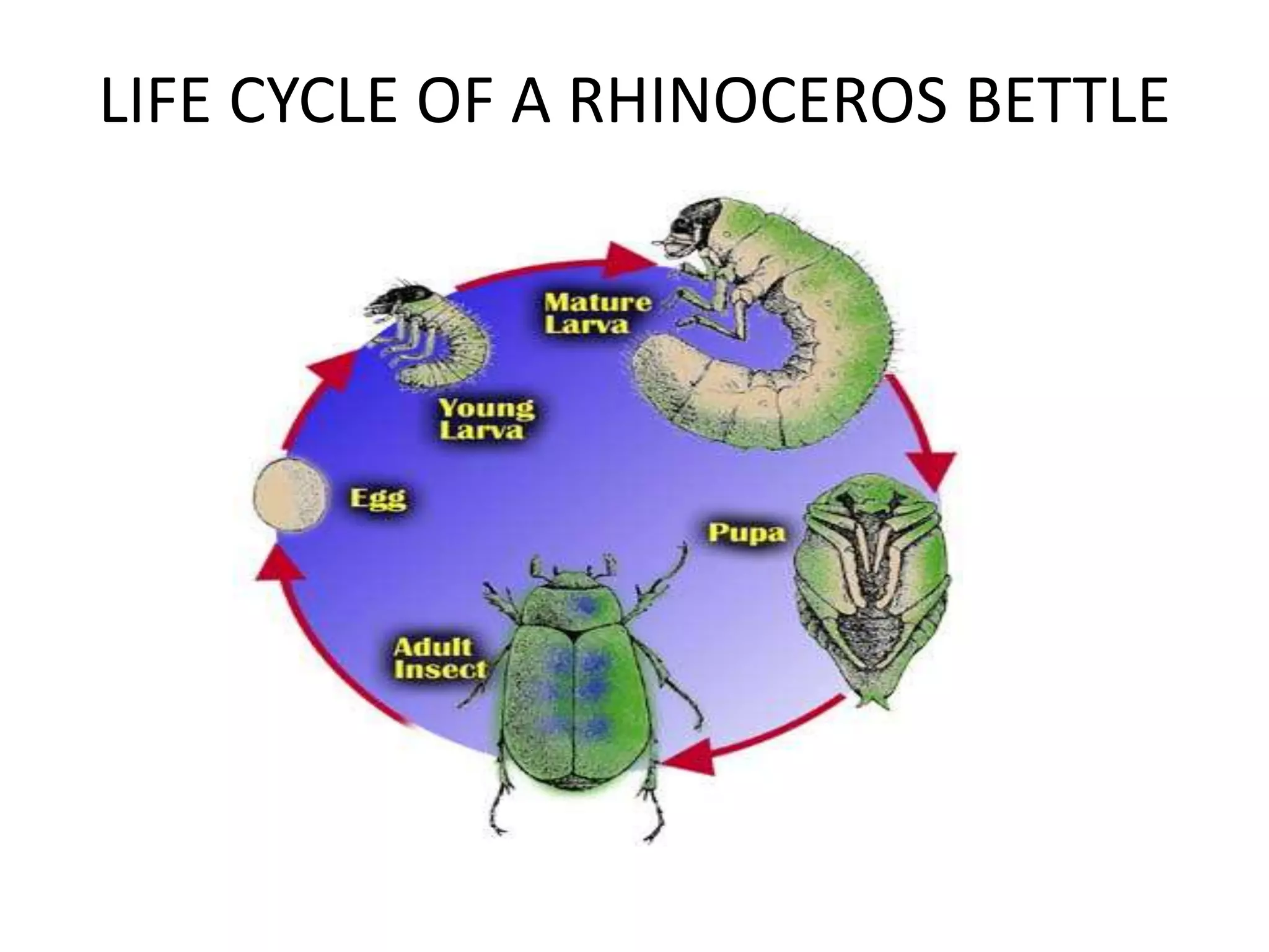 Life cycle of different animals | PPTX