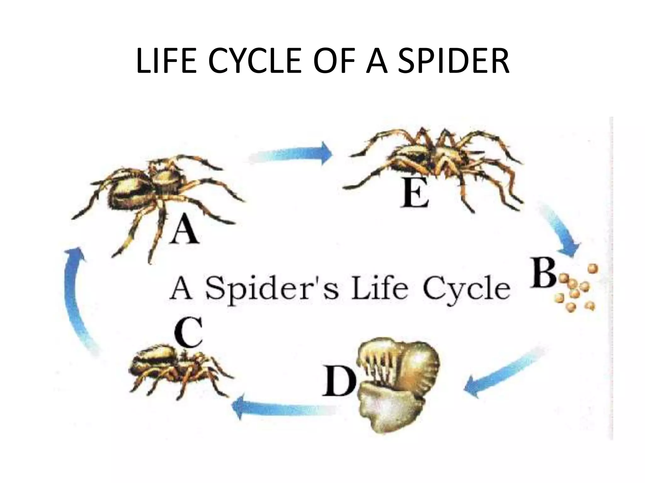 Life cycle of different animals | PPTX