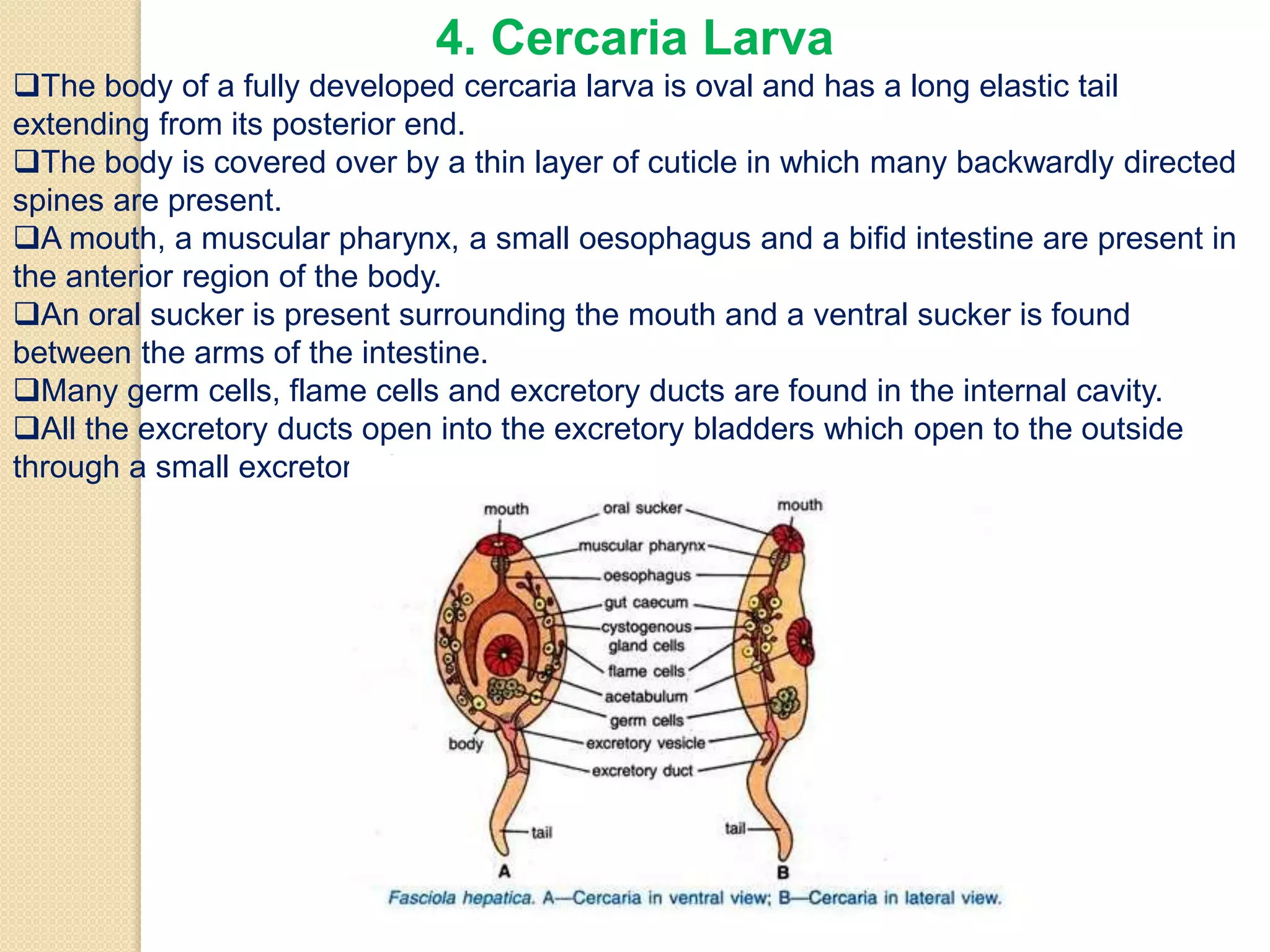 Life cycle of fasciola hepatica:Trematods | PPTX