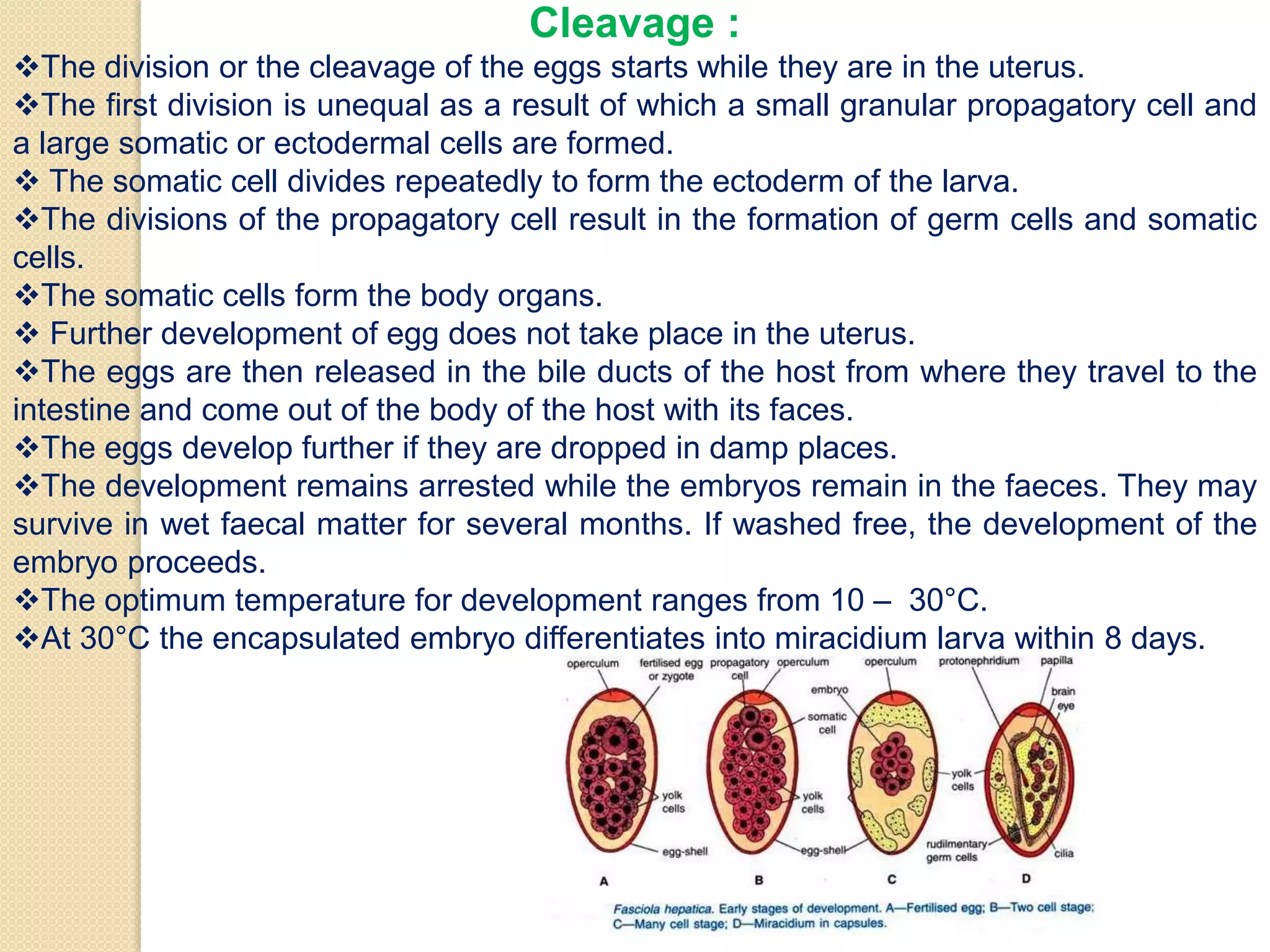 Life cycle of fasciola hepatica:Trematods | PPTX