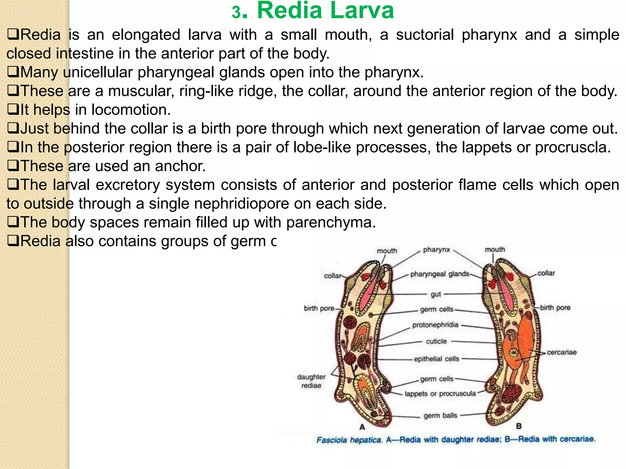 Life cycle of fasciola hepatica:Trematods | PPTX