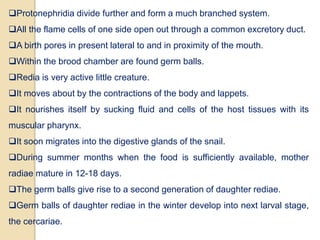 Life cycle of fasciola hepatica:Trematods | PPTX