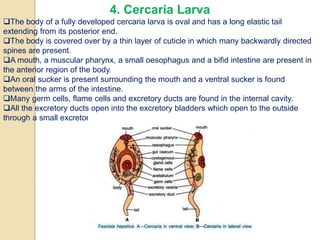 Life cycle of fasciola hepatica:Trematods | PPTX