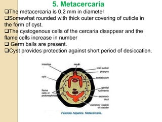 Life cycle of fasciola hepatica:Trematods | PPTX