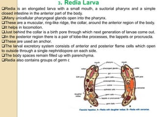 Life cycle of fasciola hepatica:Trematods | PPTX