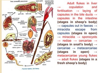 Fasciola Hepatica Miracidia Labeled