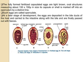 Fasciola Hepatica Miracidia Labeled