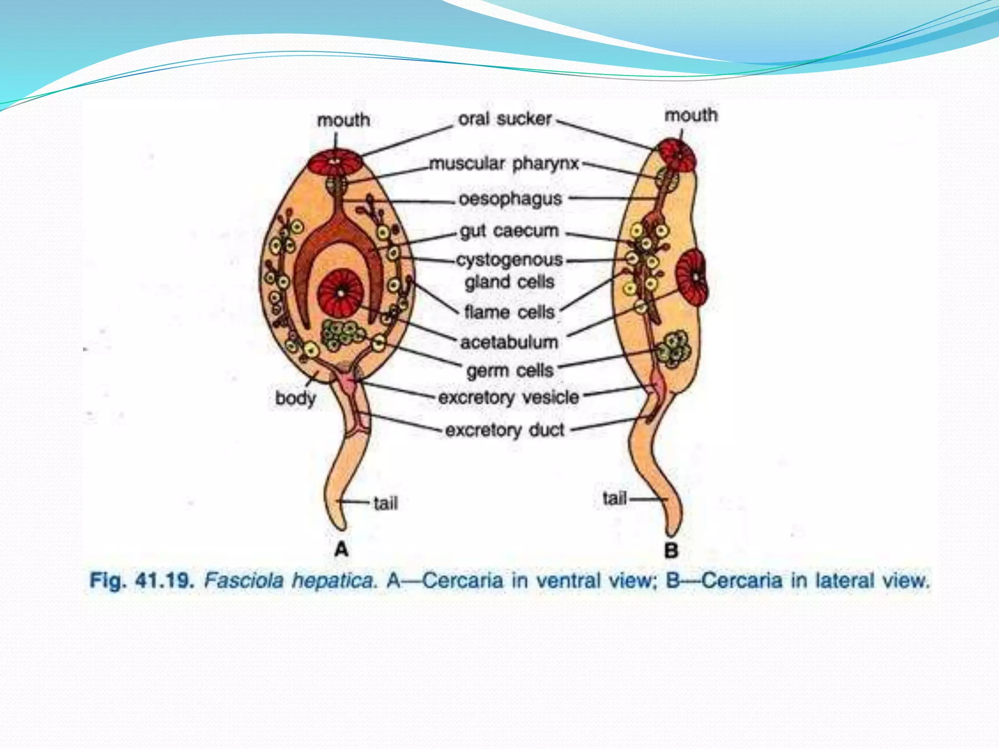 LIFE CYCLE OF FASCIOLA HEPATICA.pptx