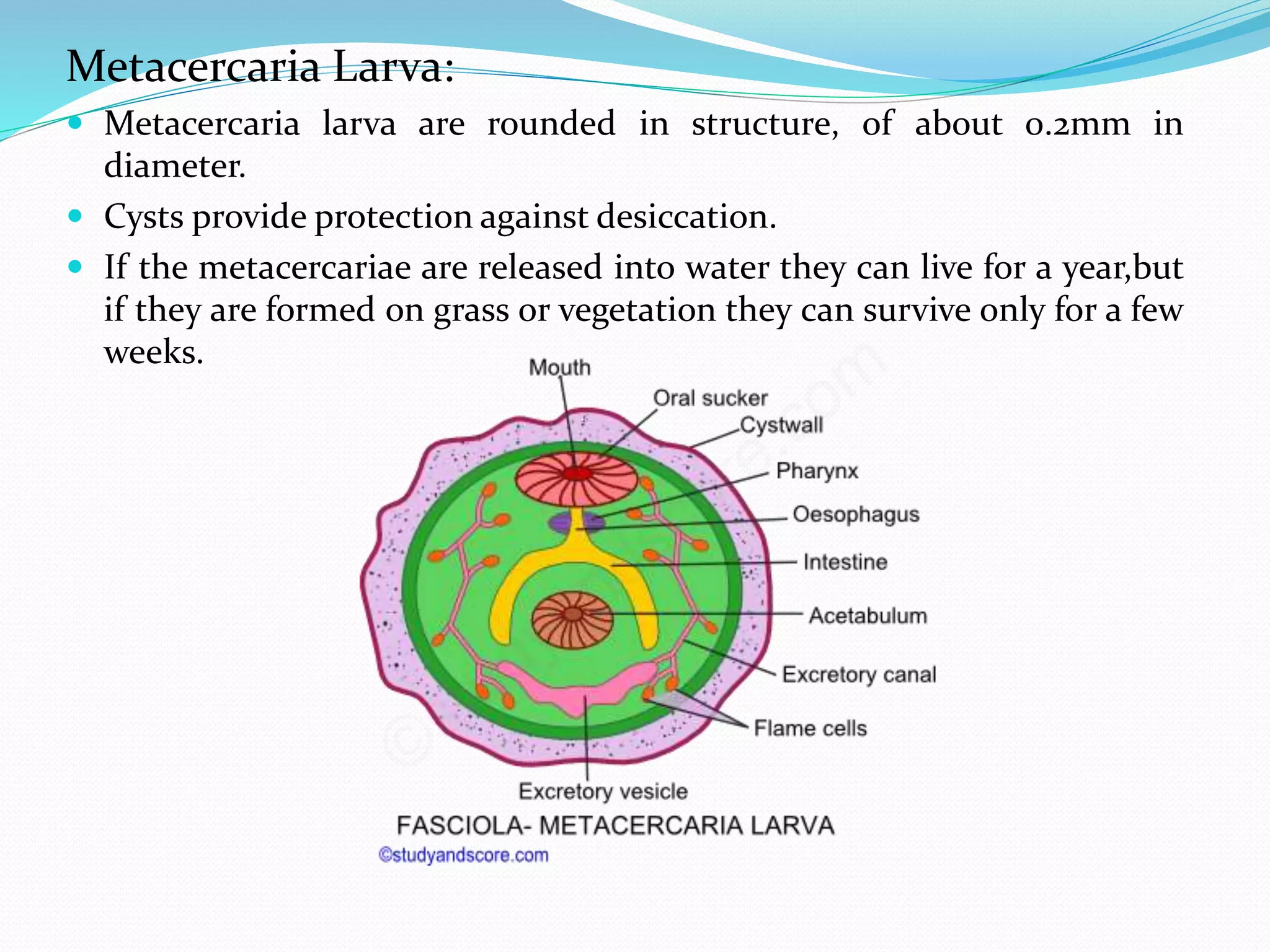 LIFE CYCLE OF FASCIOLA HEPATICA.pptx