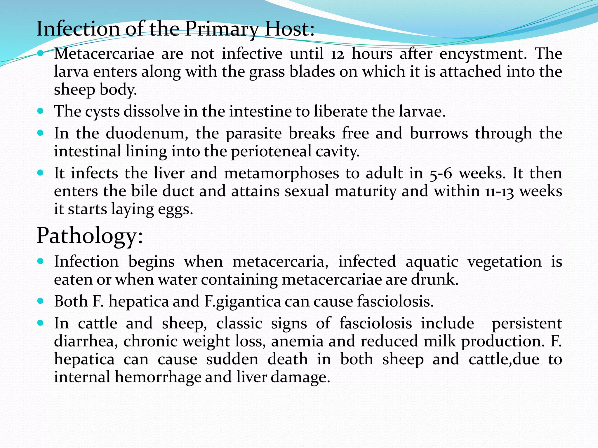 LIFE CYCLE OF FASCIOLA HEPATICA.pptx