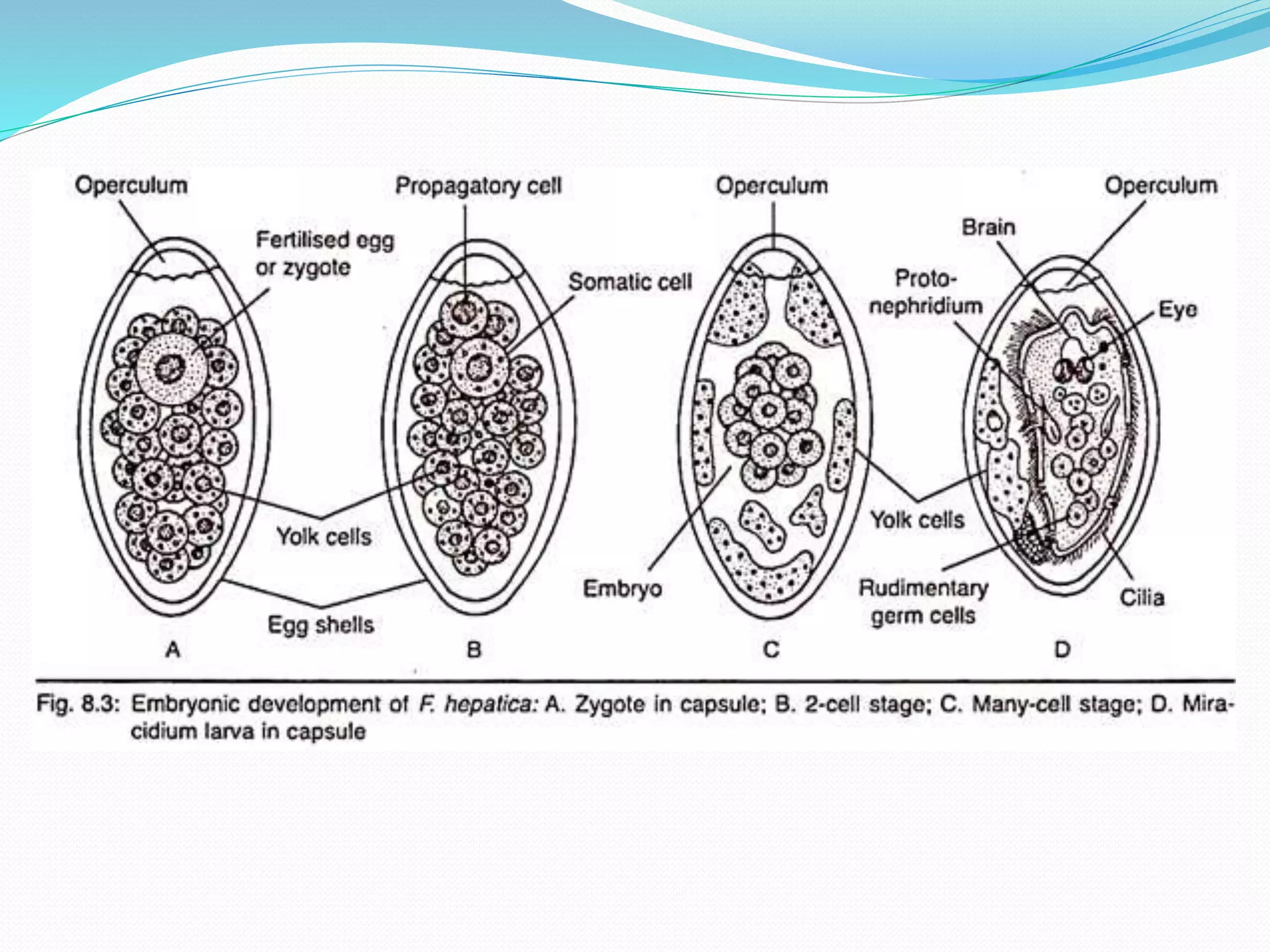 LIFE CYCLE OF FASCIOLA HEPATICA.pptx