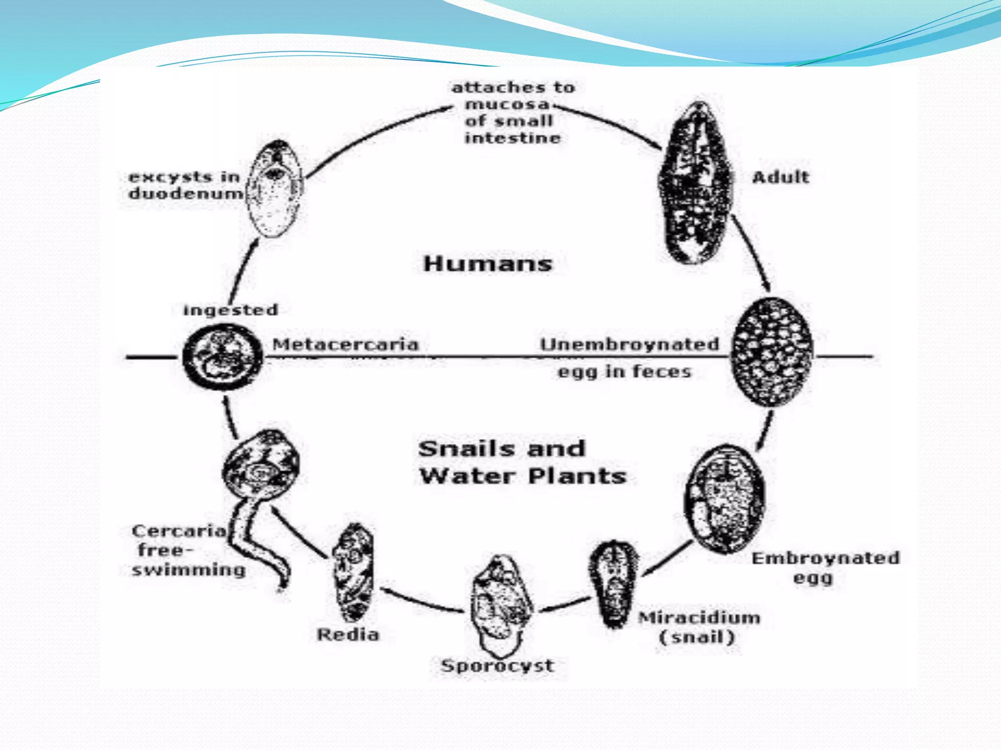Life Cycle Of Fasciola Hepatica