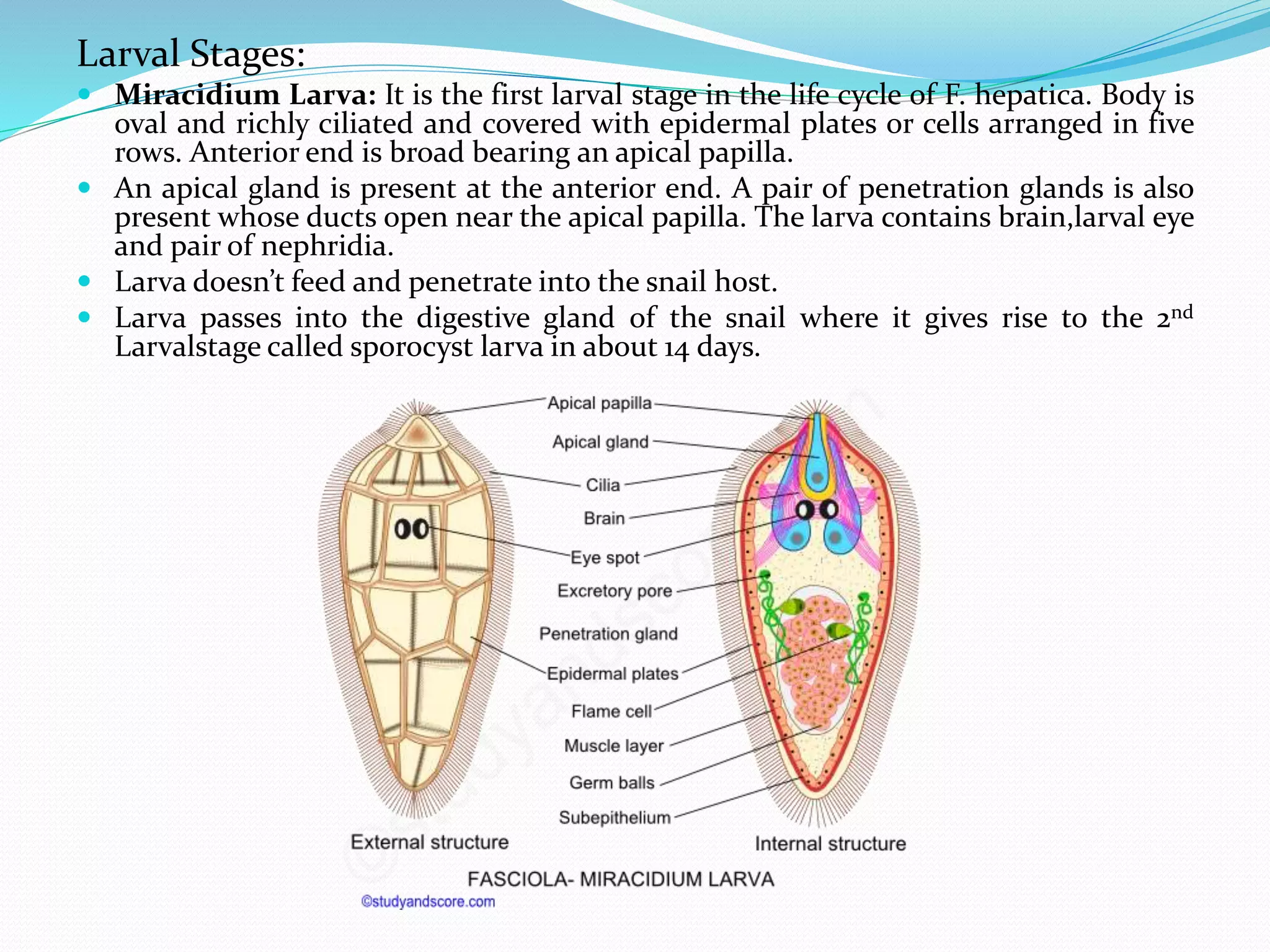 LIFE CYCLE OF FASCIOLA HEPATICA.pptx