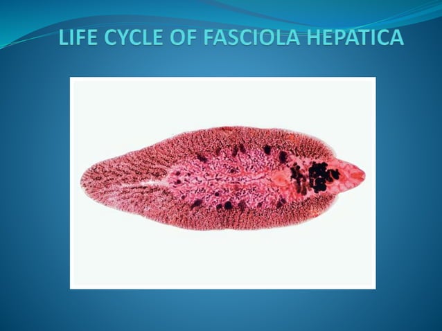 LIFE CYCLE OF FASCIOLA HEPATICA.pptx | Biological Sciences | Science