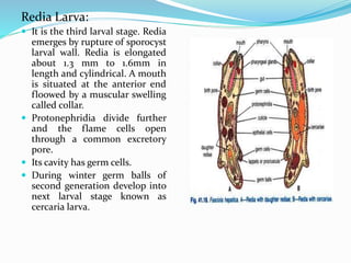 LIFE CYCLE OF FASCIOLA HEPATICA.pptx