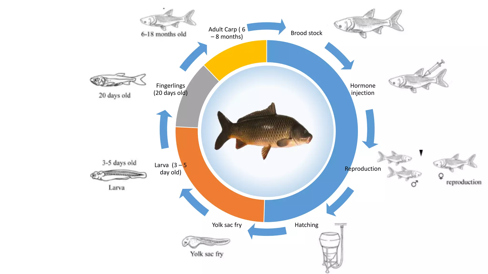 Life cycle of fish | PPTX