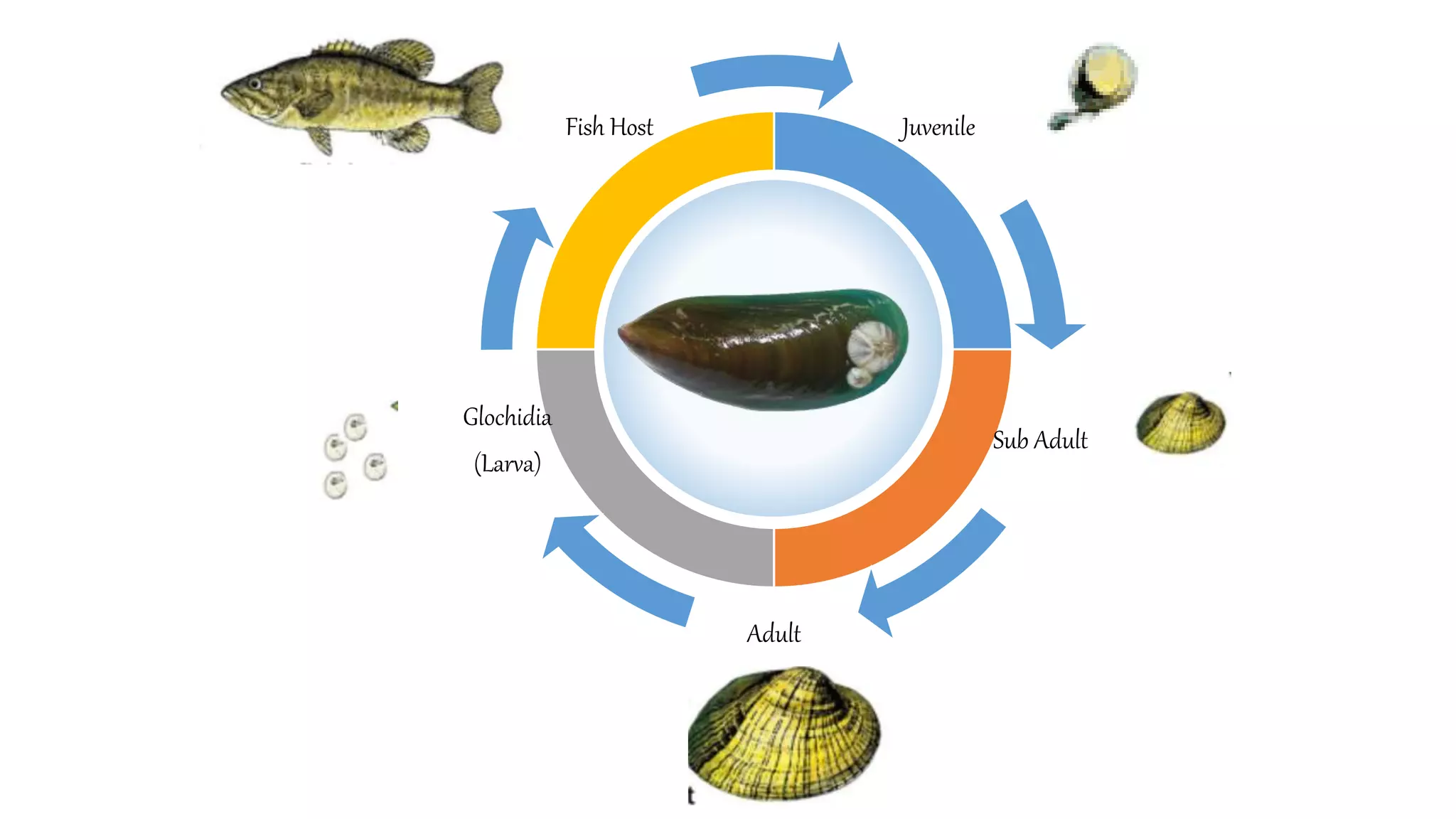 Life cycle of fish | PPTX