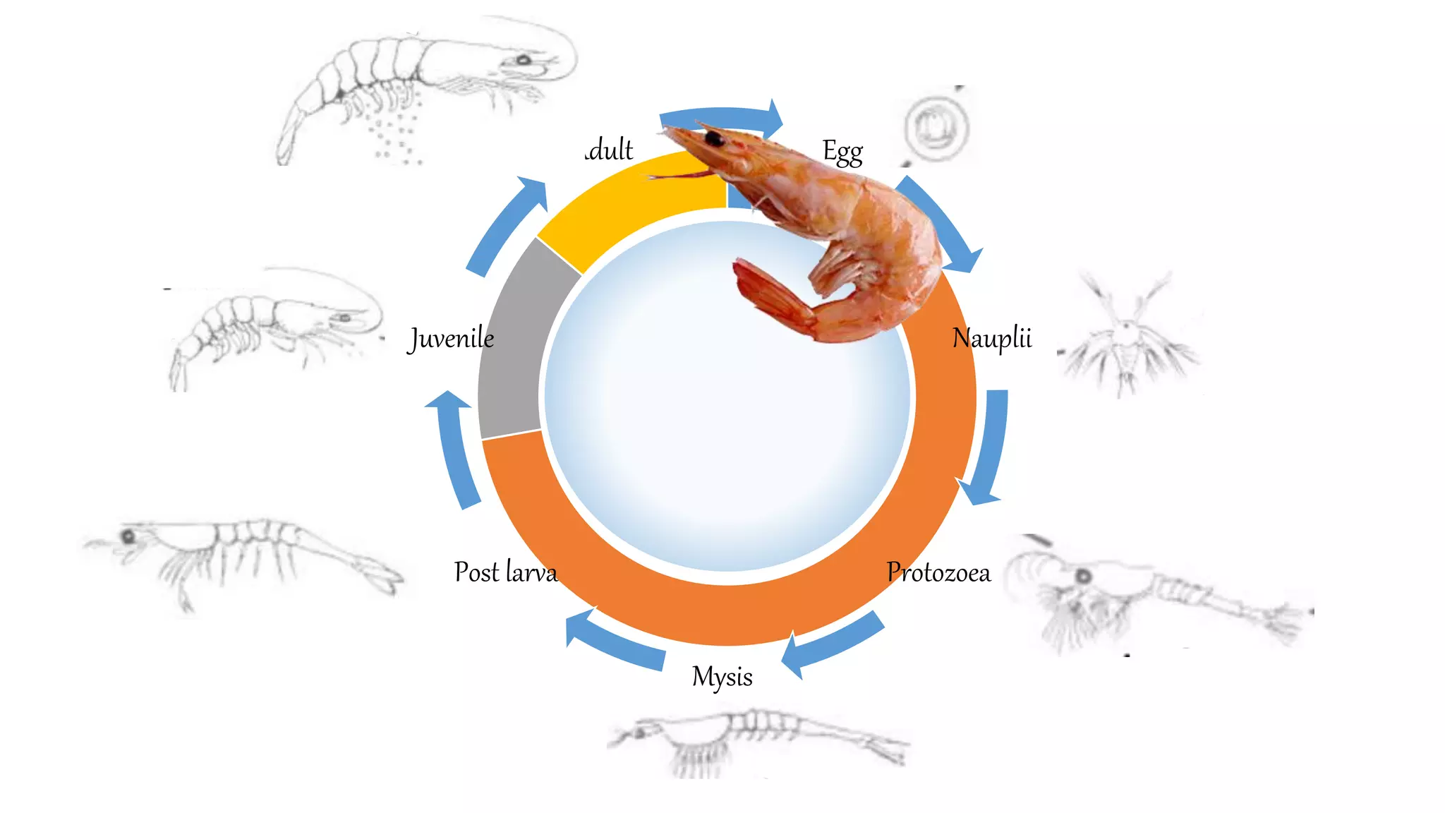 Life cycle of fish | PPTX