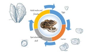 Life cycle of fish | PPTX