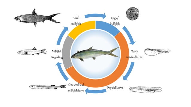 Life cycle of fish