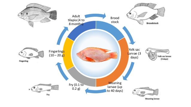 Fish Life Cycle Diagram