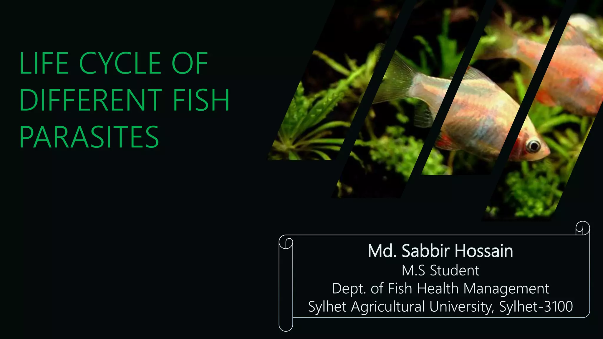 Life cycle of fish parasites from each group | PPTX