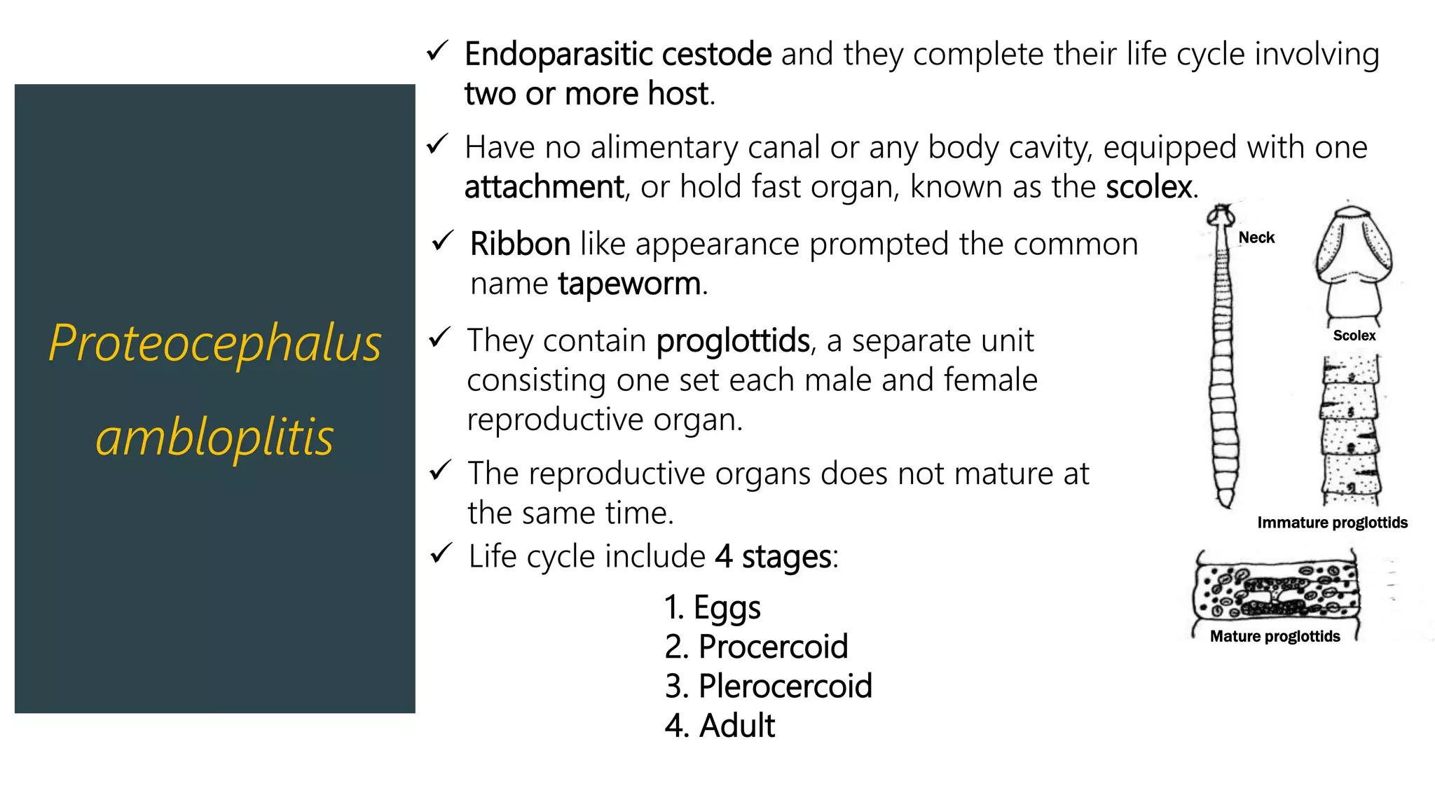 Life cycle of fish parasites from each group | PPTX