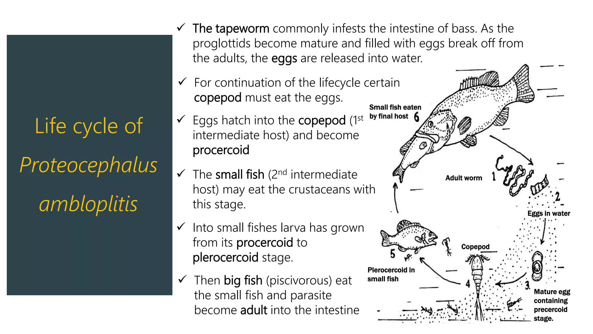 Life cycle of fish parasites from each group | PPTX
