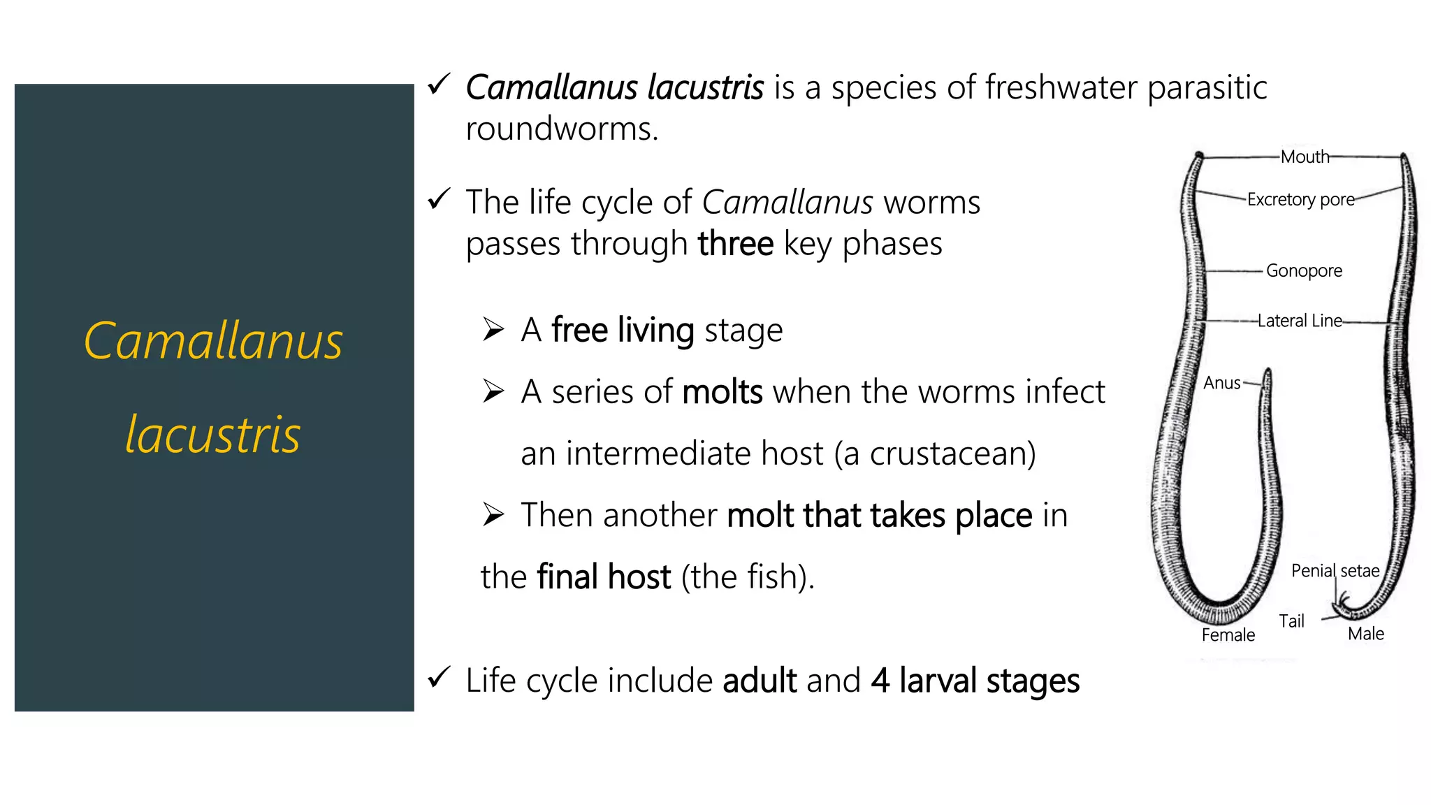 Life cycle of fish parasites from each group | PPTX