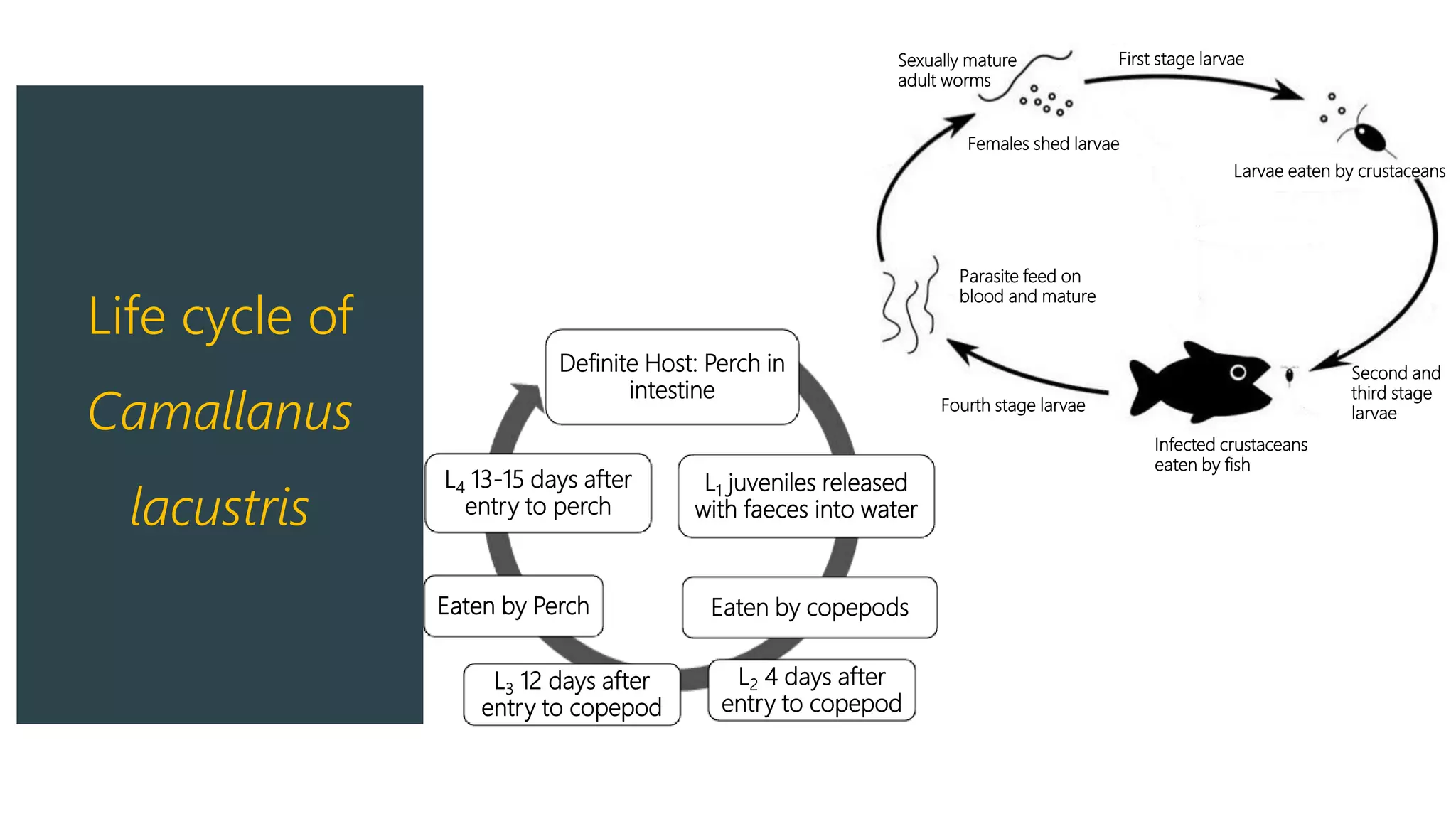 Life cycle of fish parasites from each group | PPTX