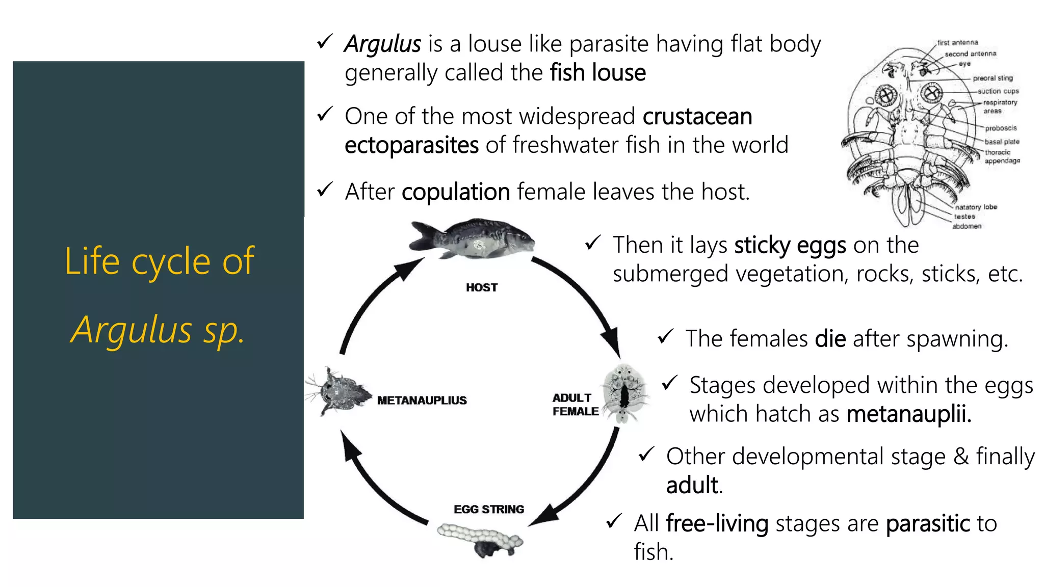 Life cycle of fish parasites from each group | PPTX