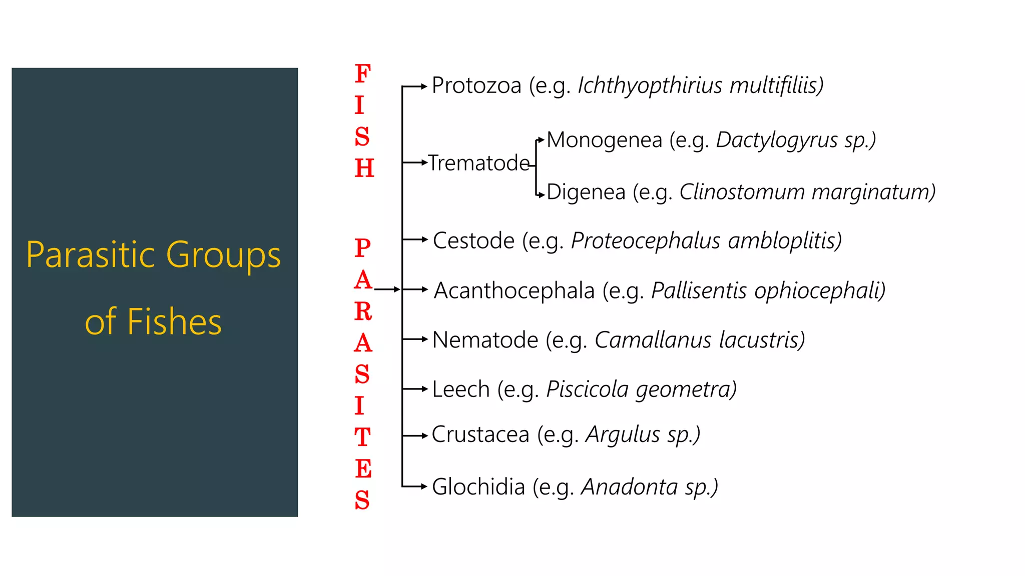 Life cycle of fish parasites from each group | PPTX