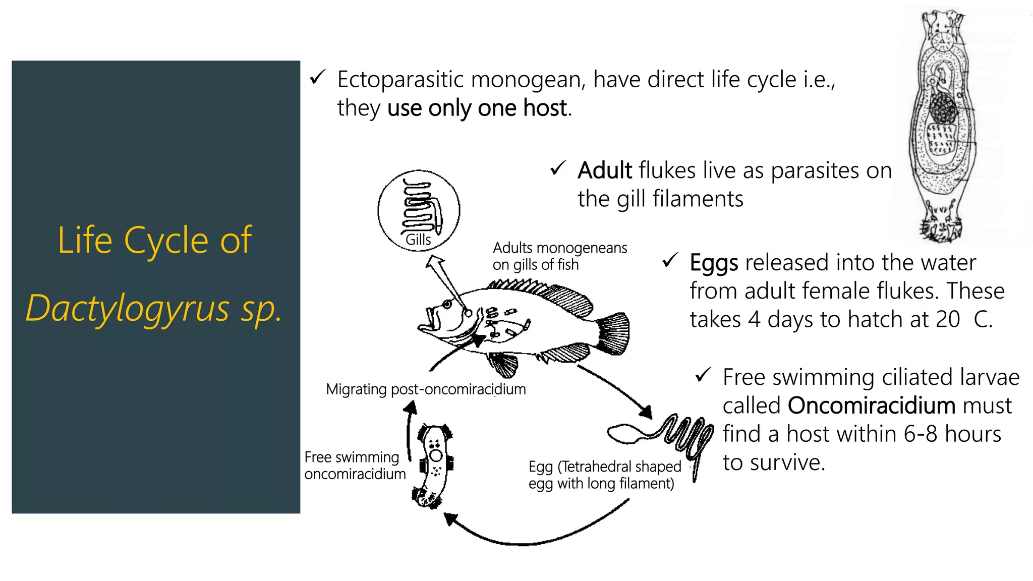 Life cycle of fish parasites from each group | PPTX