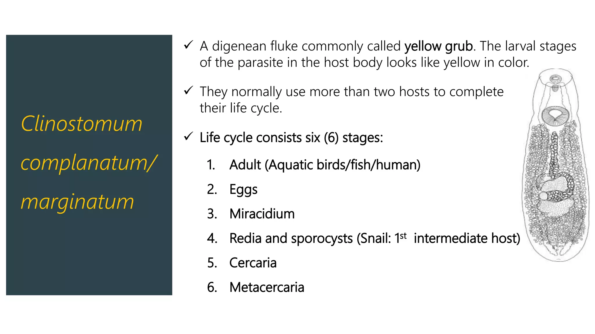 Life cycle of fish parasites from each group | PPTX