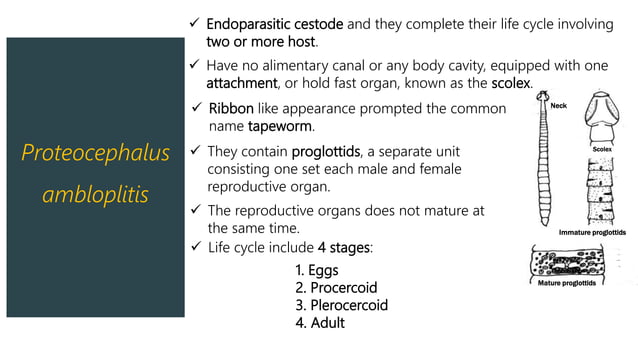 Life cycle of fish parasites from each group | PPTX | Biological ...