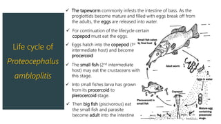 Life cycle of fish parasites from each group | PPTX | Biological ...