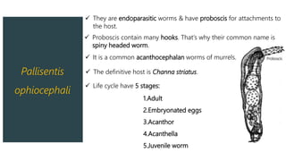 Life cycle of fish parasites from each group | PPTX
