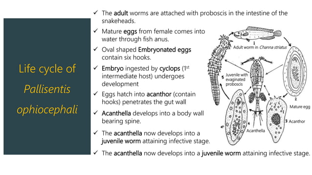 Life cycle of fish parasites from each group | PPTX | Biological ...